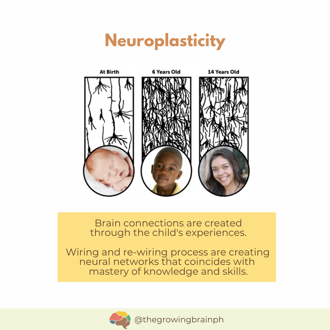 Neuroplasticity – The Growing Brain PH